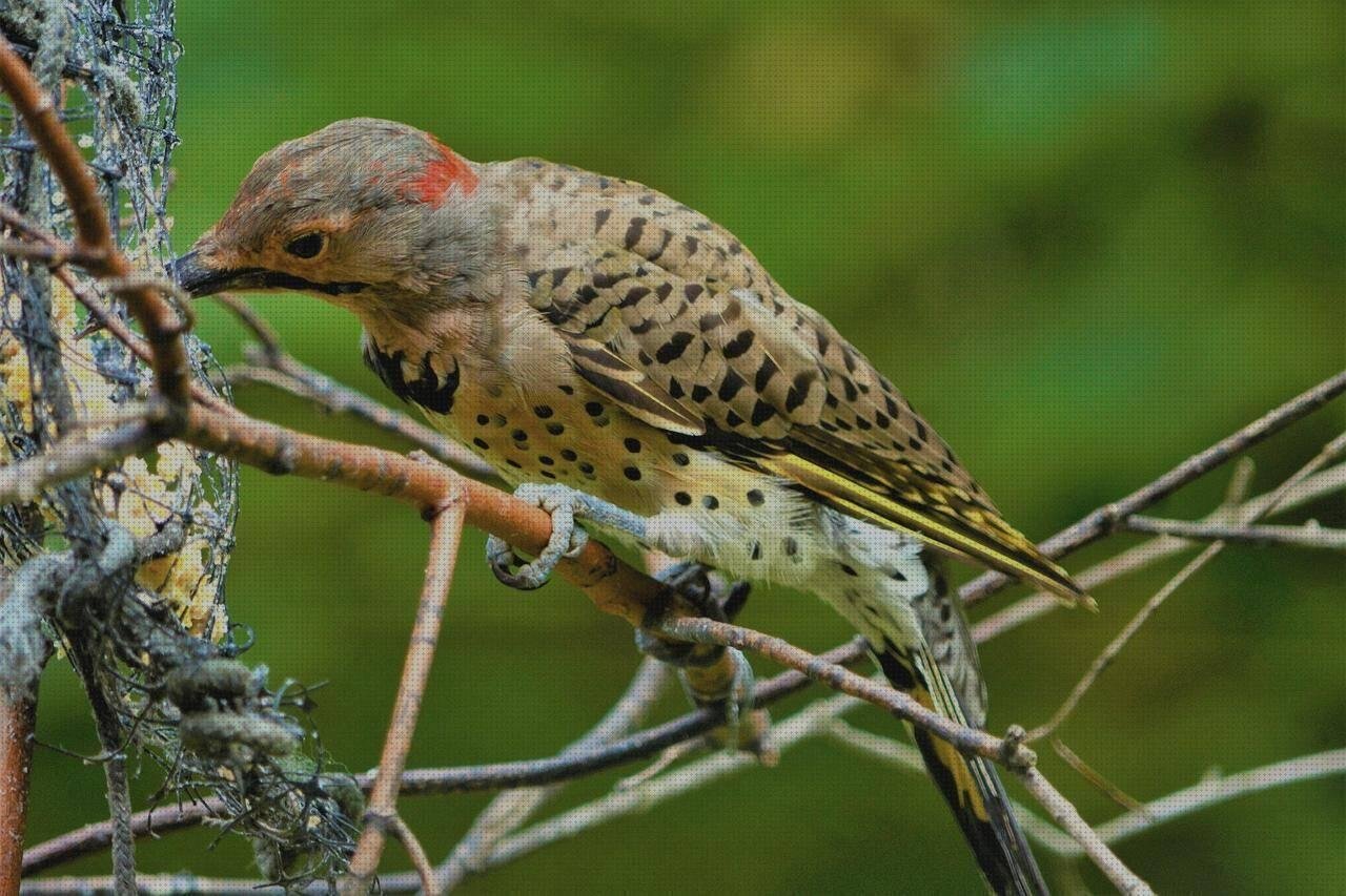Las 16 Mejores Colas De Carpinteros Melaminas 【Actualizado】