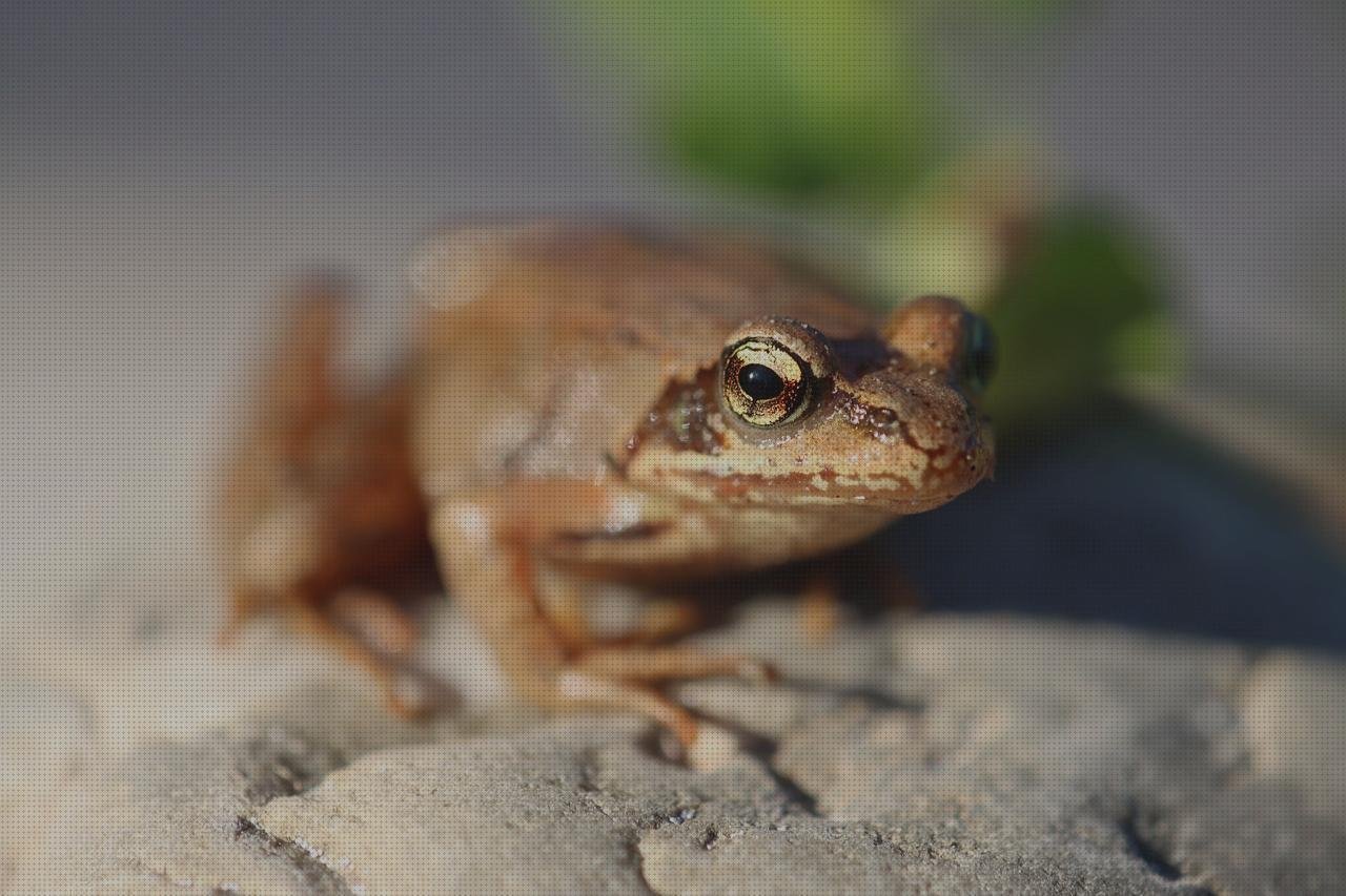⊛ 5 Mejores Ranas Saltarina Con Plásticos 【Y】
