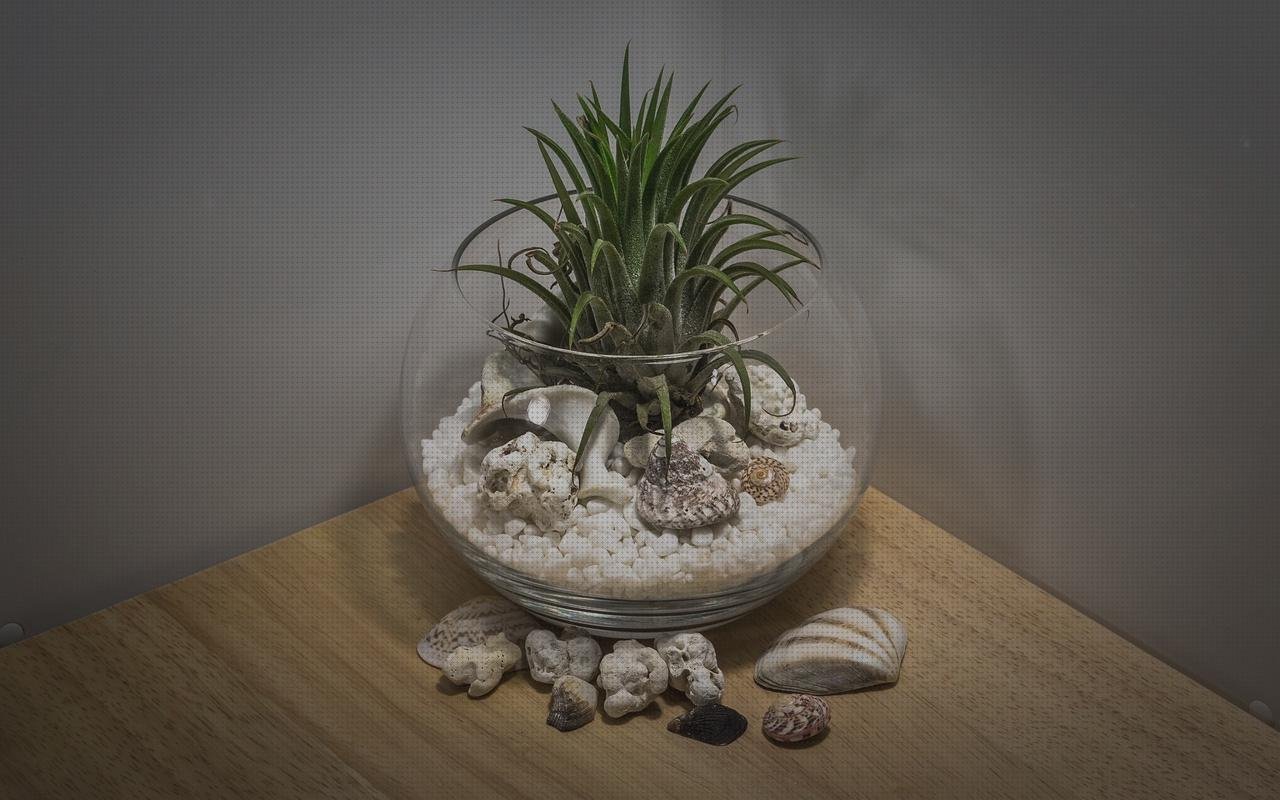 ⊛ Los 5 Mejores Terrarios En Botellas De Plásticos 【Y】