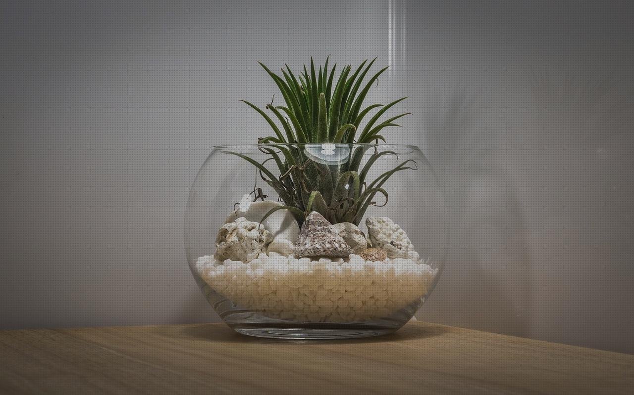 ⊛ Los 5 Mejores Terrarios En Botellas De Plásticos 【Y】